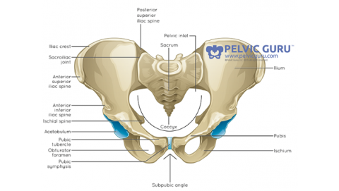 Pelvic Anatomy: Getting To Know Your Pelvis ⋆ Nurturance Health